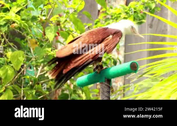 Bird prey predator raptor fish Stock Videos & Footage - HD and 4K Video ...