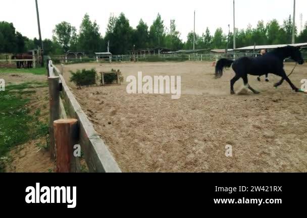 Young woman trains the horse before the competition. Hippotherapy. Slow ...