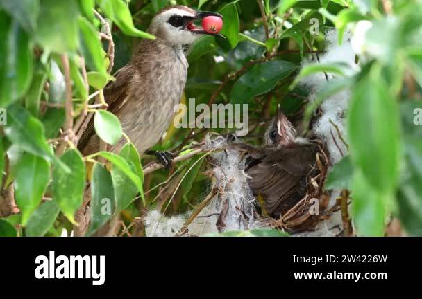 10 day old new born of baby birds in a nest of yellow-vented bulbul ...