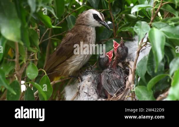 7 day old new born of baby birds in a nest of yellow-vented bulbul ...