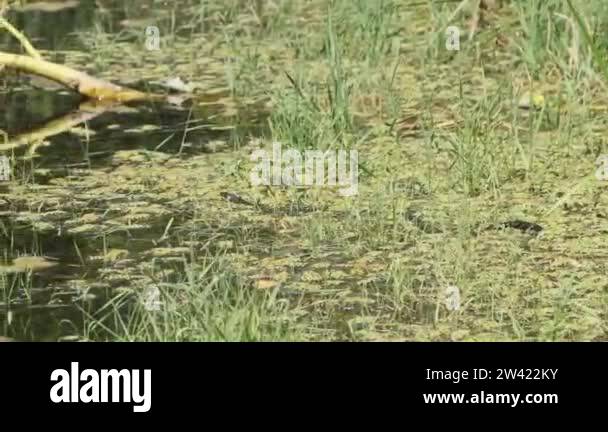 Water Snake Swims through Marshes of Swamp Thickets and Algae Stock ...