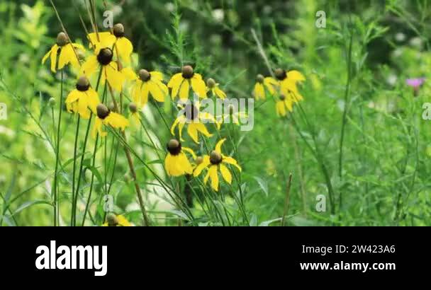 Ratibida columnifera prairie coneflower Stock Videos & Footage - HD and ...