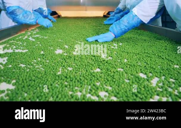 Manual sorting of green peas carried out by factory specialists ...