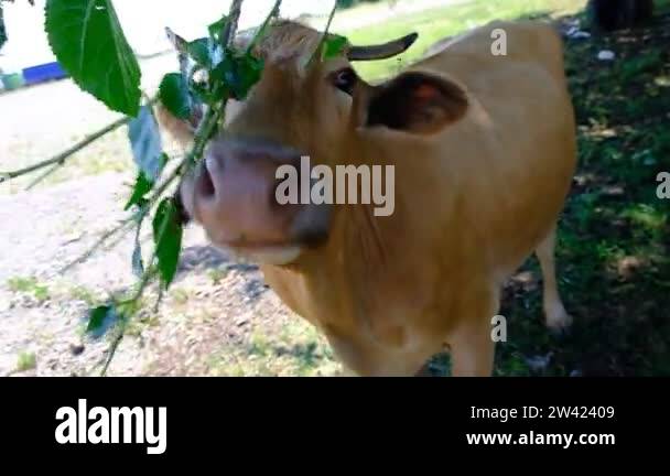 Portrait of a cow in the pasture. Animal head close up. Flies sit on ...