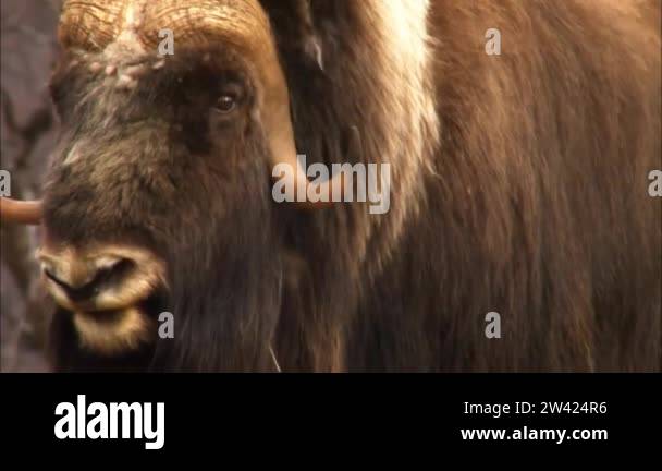 Musk ox. About 3.5 million years ago, the ancestors of musk oxen ...