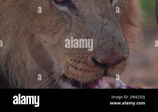 lion with a blood-smeared mouth eats the freshly torn prey of a buffalo ...