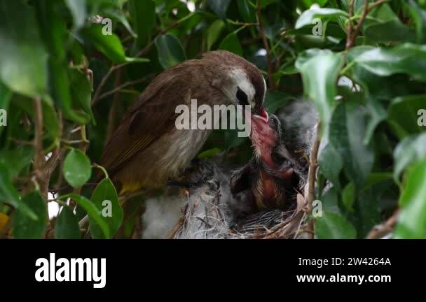 7 day old new born of baby birds in a nest of yellow-vented bulbul ...
