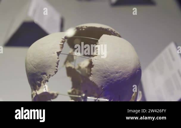 Body world museum Stock Videos & Footage - HD and 4K Video Clips - Alamy