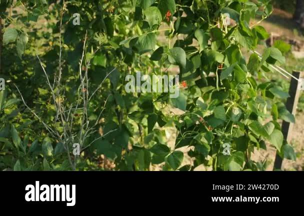 Beautiful blooming plants of kidney bean with Red flowers in homemade ...