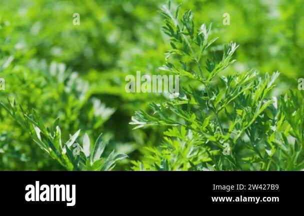 Carrot Plant Growing In The Earth Organic Farming Rows In The Field Closeup Stock Video