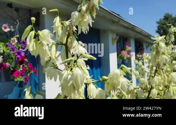 Yuka palm tree Stock Videos & Footage - HD and 4K Video Clips - Alamy