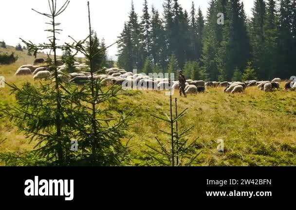 Sheep cane Stock Videos & Footage - HD and 4K Video Clips - Alamy