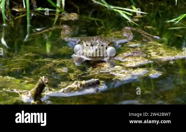 Common frog, Rana temporaria, single reptile croaking in water, also ...