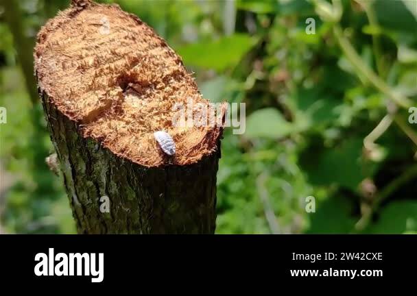 Pseudococcus is a genus of unarmoured scale insects in the family ...