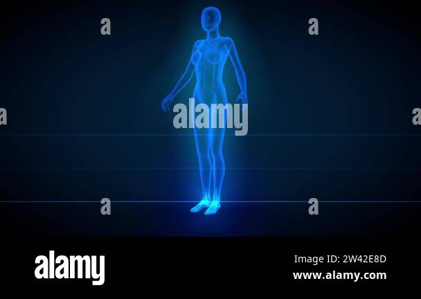 3 different 3D seamless looping animations in 1, female body - x-ray ...