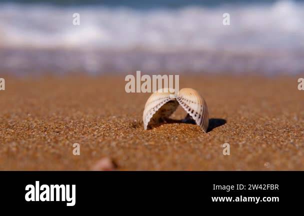 Shiny sea shell Stock Videos & Footage - HD and 4K Video Clips - Alamy