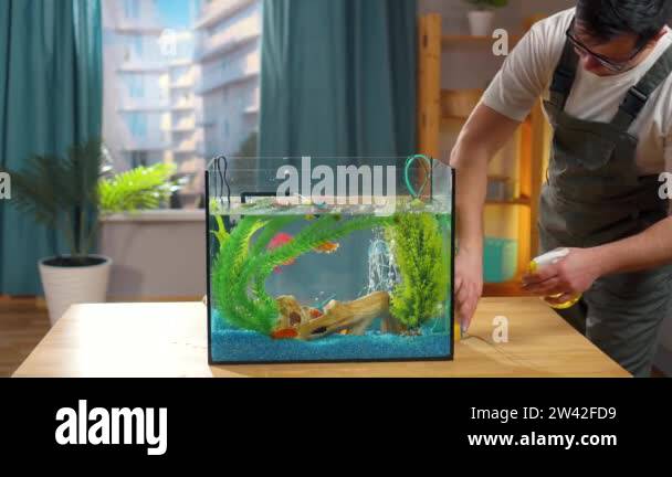Aquarist Stock Videos & Footage - HD and 4K Video Clips - Alamy