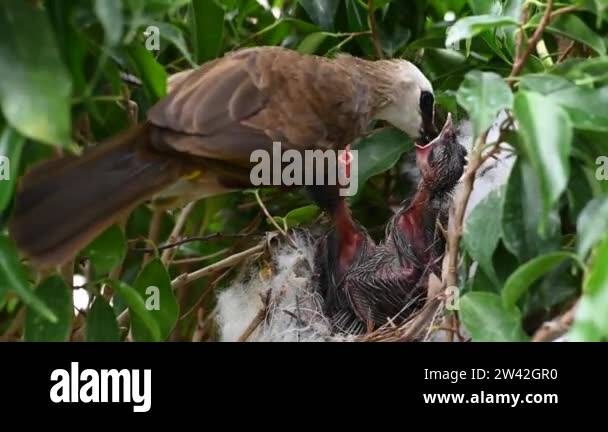 7 day old new born of baby birds in a nest of yellow-vented bulbul ...