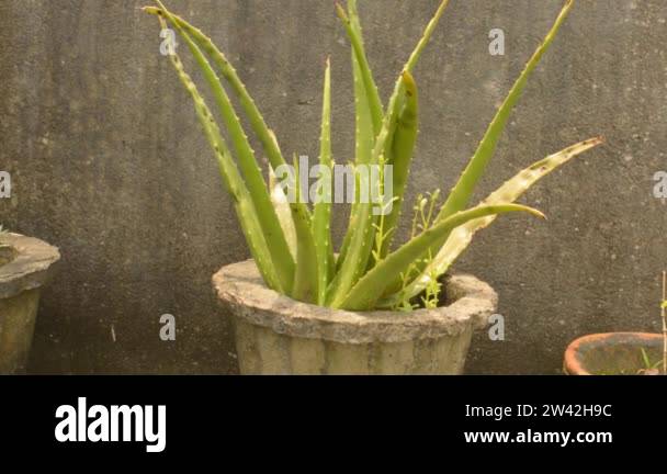 Alo design Stock Videos & Footage - HD and 4K Video Clips - Alamy