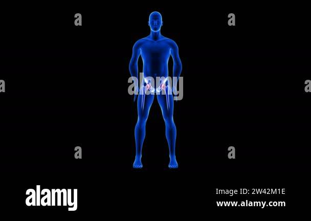 Hip Pain close-up animation. Blue Human Anatomy Body 3D Scan render ...