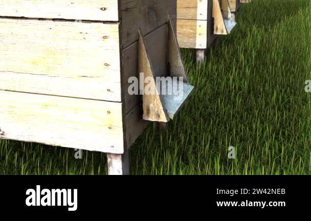 Swarm brood box bee keeper Stock Videos & Footage - HD and 4K Video ...