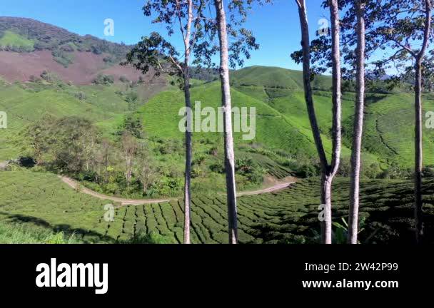 Beautiful tea plantations, Cameron Highlands, Tanah Rata Malaysia Stock ...