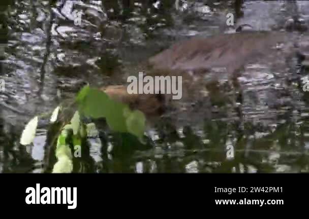 Ordinary beaver, or river beaver (Latin Castor fiber) is a semi-aquatic ...