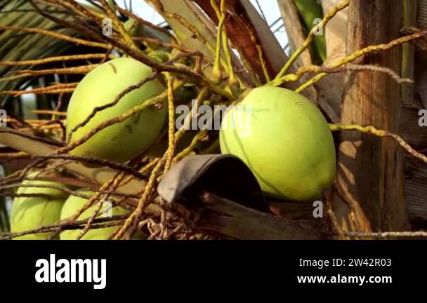 Coconut tree immature green coconuts Stock Videos & Footage - HD and 4K ...