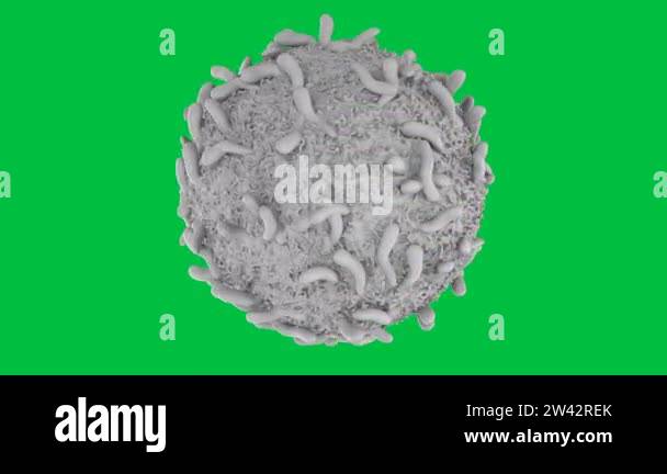 3d rendering white blood cell on green screen background 4k animation ...
