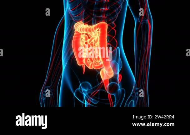 3D Animation Concept of Human Digestive System Large and Small ...