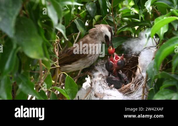 Mother bird feeding baby birds in a nest of yellow-vented bulbul ...