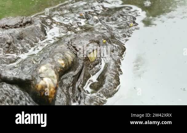 Crocodile movement Stock Videos & Footage - HD and 4K Video Clips - Alamy