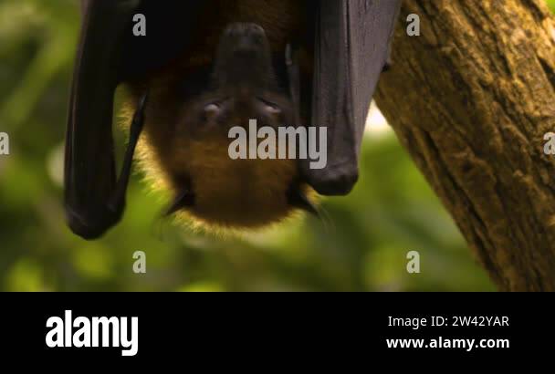 Close up of head and top of wings of a fruit bat, or flying fox ...