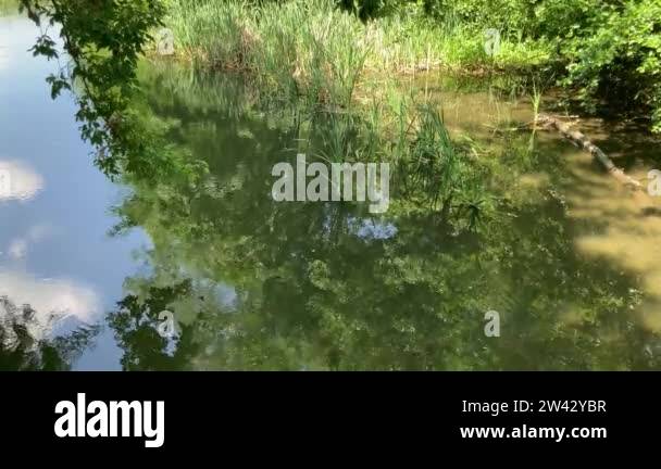 Background of water with green vegetation. Texture of river current in ...