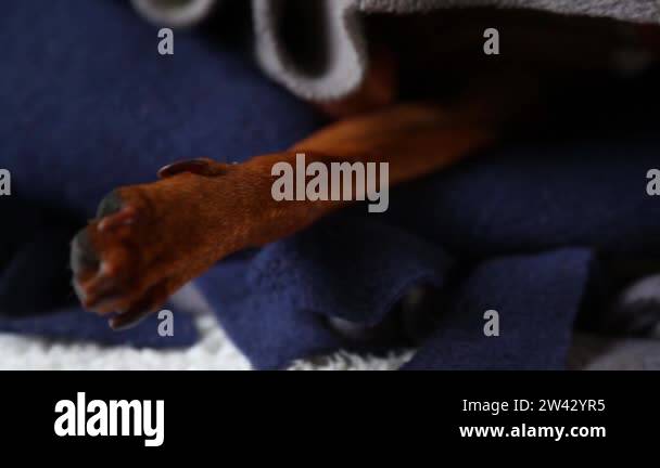 Dog paw face Stock Videos & Footage - HD and 4K Video Clips - Alamy