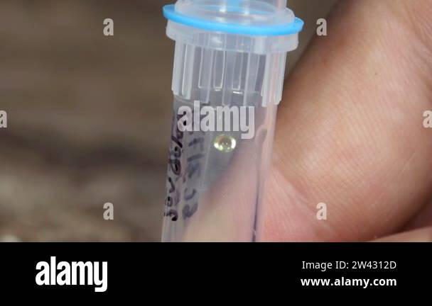 Venom extraction snake Stock Videos & Footage - HD and 4K Video Clips ...