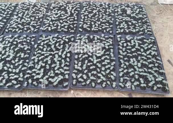 Plastic gourd Stock Videos & Footage - HD and 4K Video Clips - Alamy