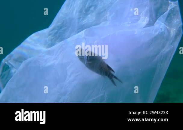 Close-up dead Mediterranean chromis fish (Chromis chromis) hitting ...