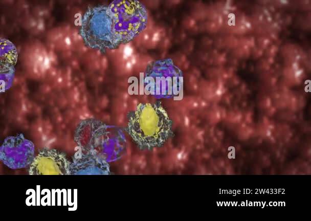White blood cells, Basophils, Eosinophils, Lymphocyte, Monocyte ...