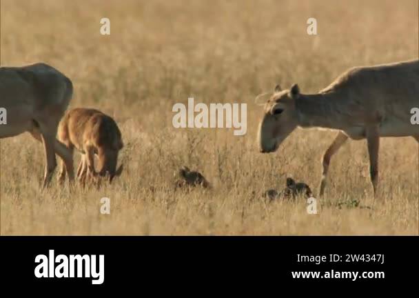 Saiga (female), margach or saiga (male) lat. Saiga tatarica). Oldest ...