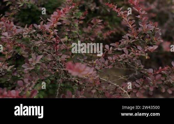 Prickly bush Stock Videos & Footage - HD and 4K Video Clips - Alamy