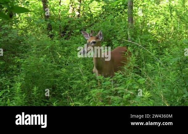Stub nose Stock Videos & Footage - HD and 4K Video Clips - Alamy