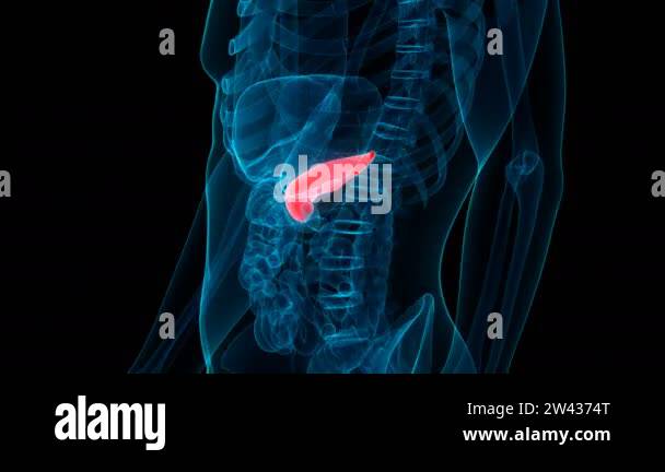 Human Internal Organ Pancreas Anatomy. 3D Stock Video Footage - Alamy