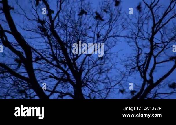 Raven migration Stock Videos & Footage - HD and 4K Video Clips - Alamy