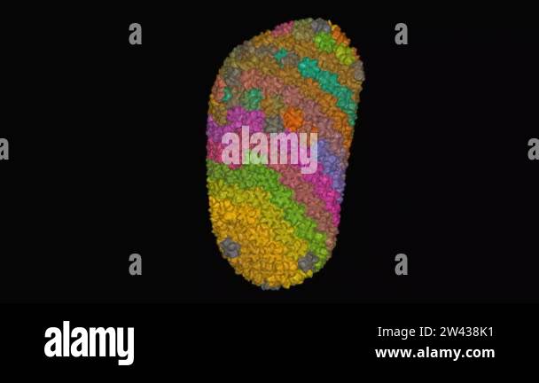 Structure of the HIV-1 capsid, dynamic 3D surface model, black ...