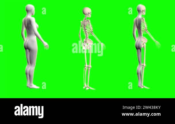 4 videos in 1, female and male skeletons and body models rotating on green screen with example ...