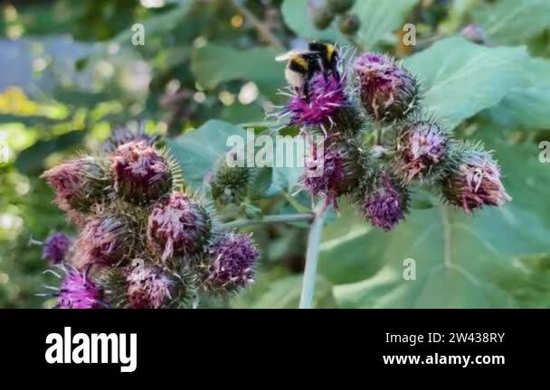Buzz pollination bumblebee Stock Videos & Footage - HD and 4K Video ...
