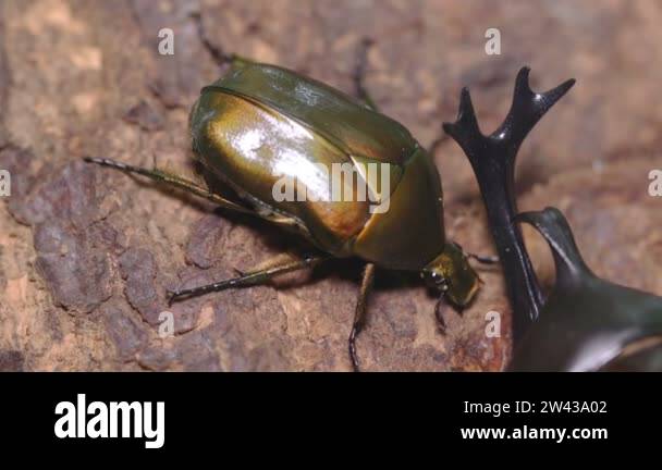 Drone Beetle (Pseudotorynorrhina japonica) Fighting Over Tree Sap Stock ...