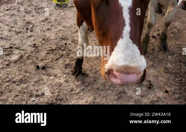 A close up face portrait footage of a simmental cattle with an ear tag ...