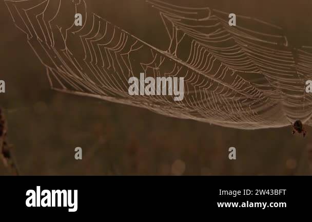 Dorsal pattern Stock Videos & Footage - HD and 4K Video Clips - Alamy